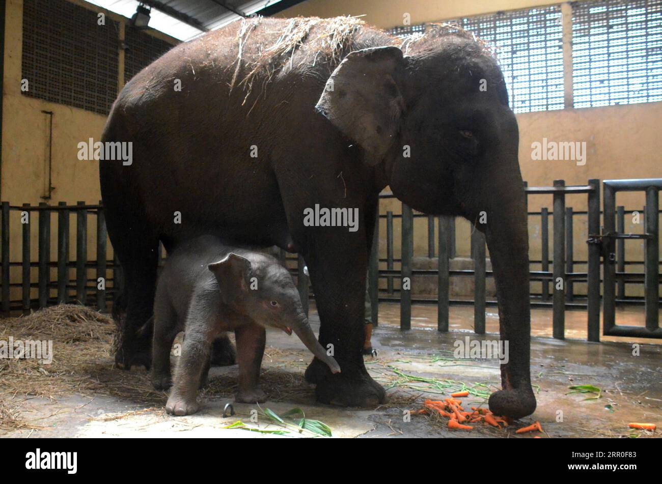 Taman safari prigen hi-res stock photography and images - Alamy