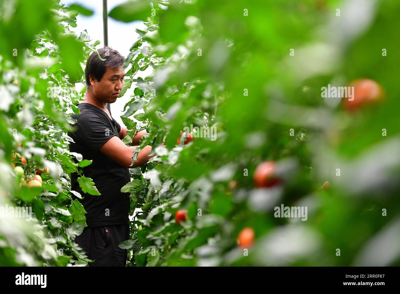 200812 -- LINXIA, Aug. 12, 2020 -- Villager Jiang Yuancai picks ...