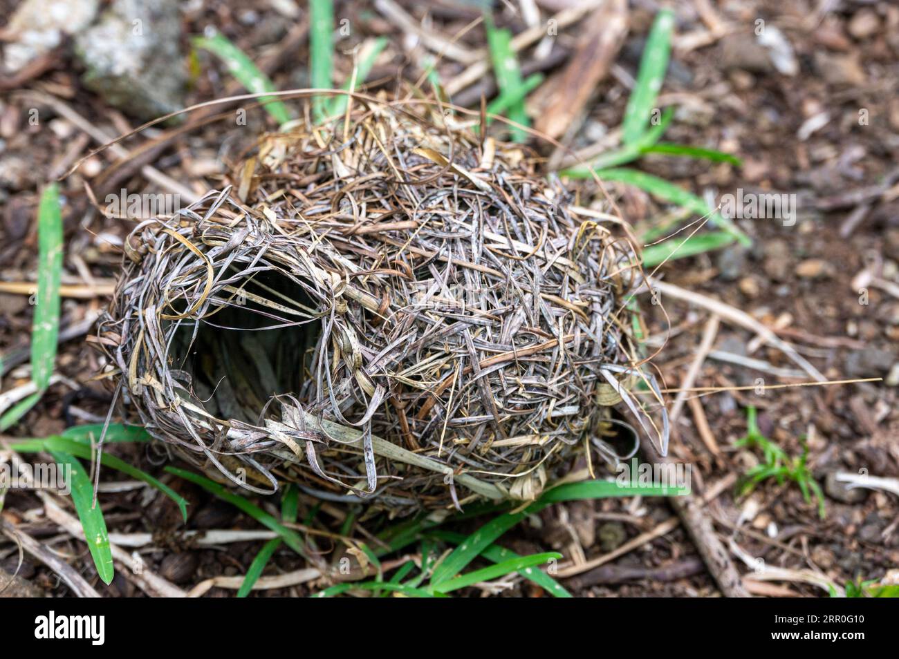 Baya asian nest bird hi-res stock photography and images - Alamy