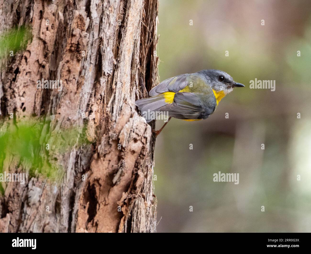 Black robin sized bird hi-res stock photography and images - Alamy