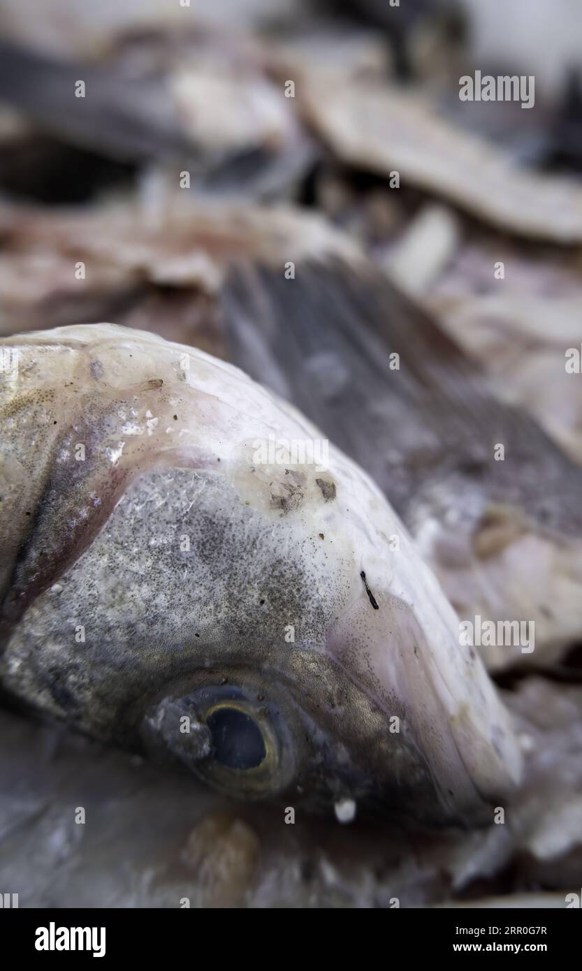 Spoiled Fish 17 Fish You Should Never Eat PlusSafer Seafood Options