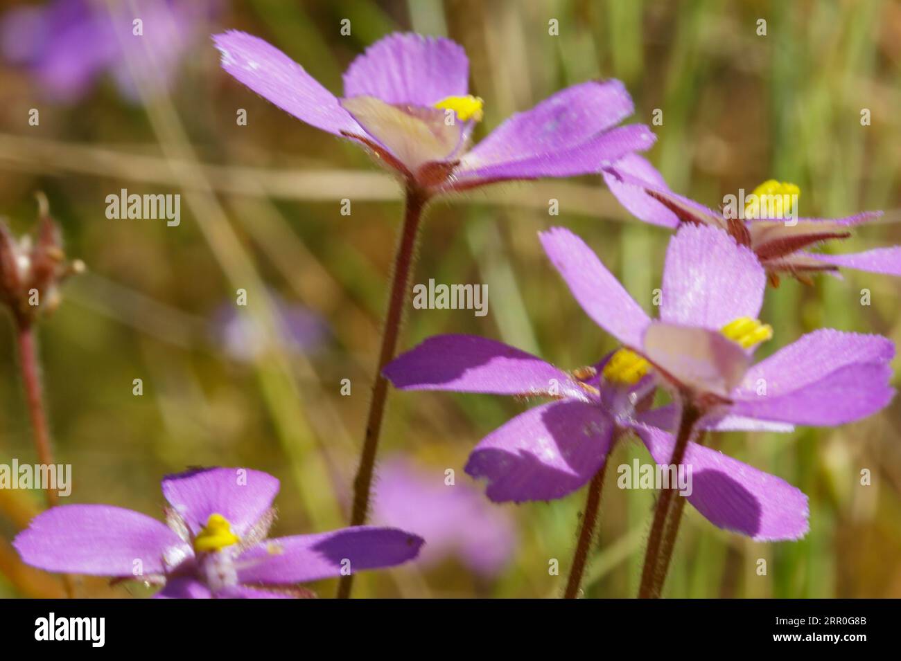 Flowers of Byblis filifolia, the carnivorous rainbow plant, in natural ...