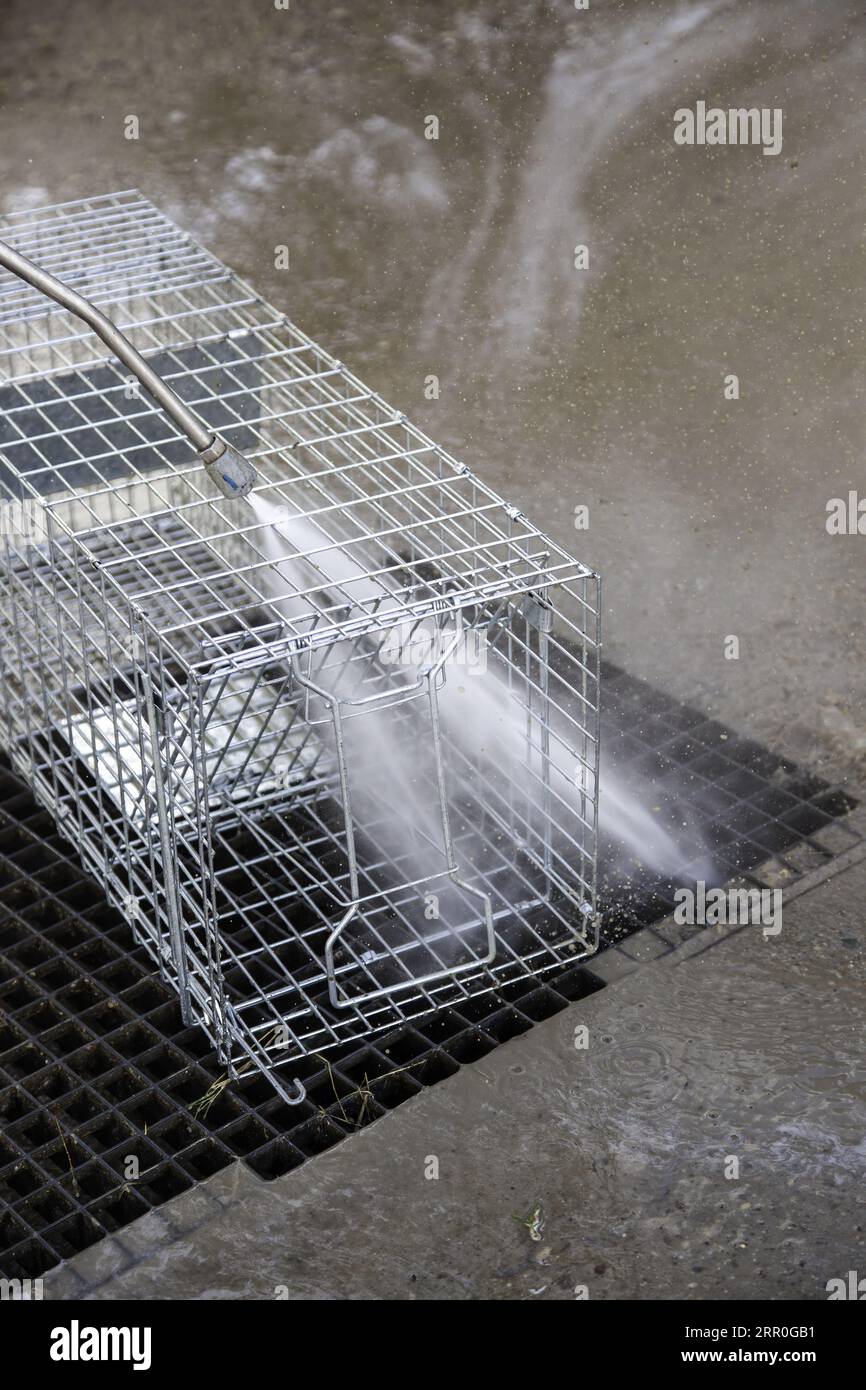 Detail of cleaning and disinfection of a cage for stray cats Stock ...