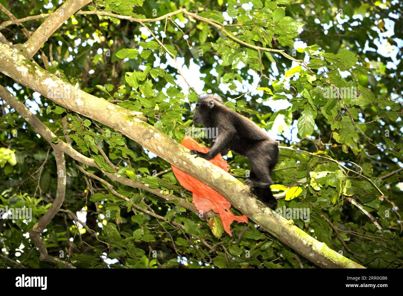 A crested macaque (Macaca nigra) carries plastic waste as its group is ...