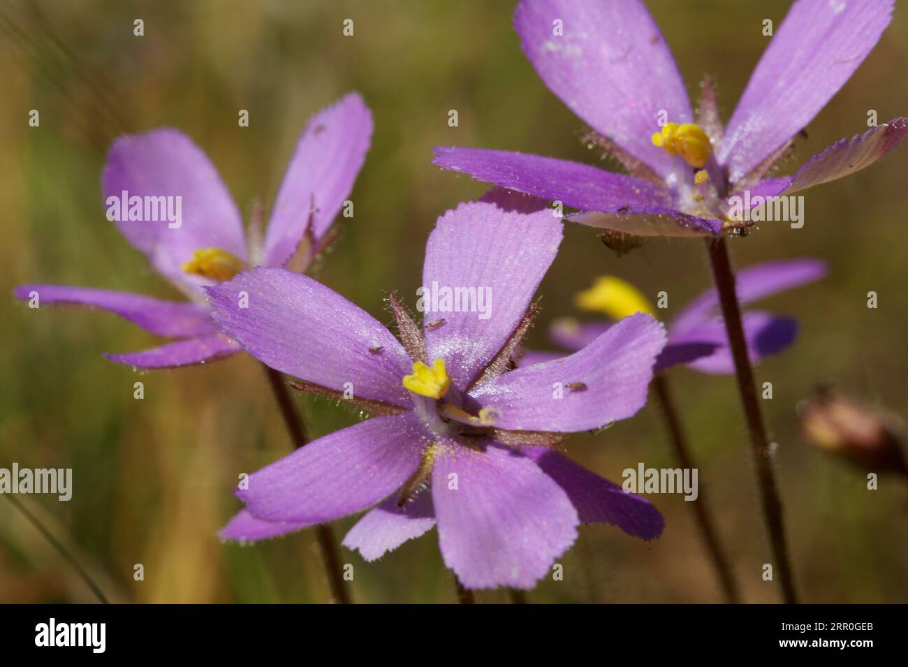 Flowers of Byblis filifolia, the carnivorous rainbow plant, in natural ...