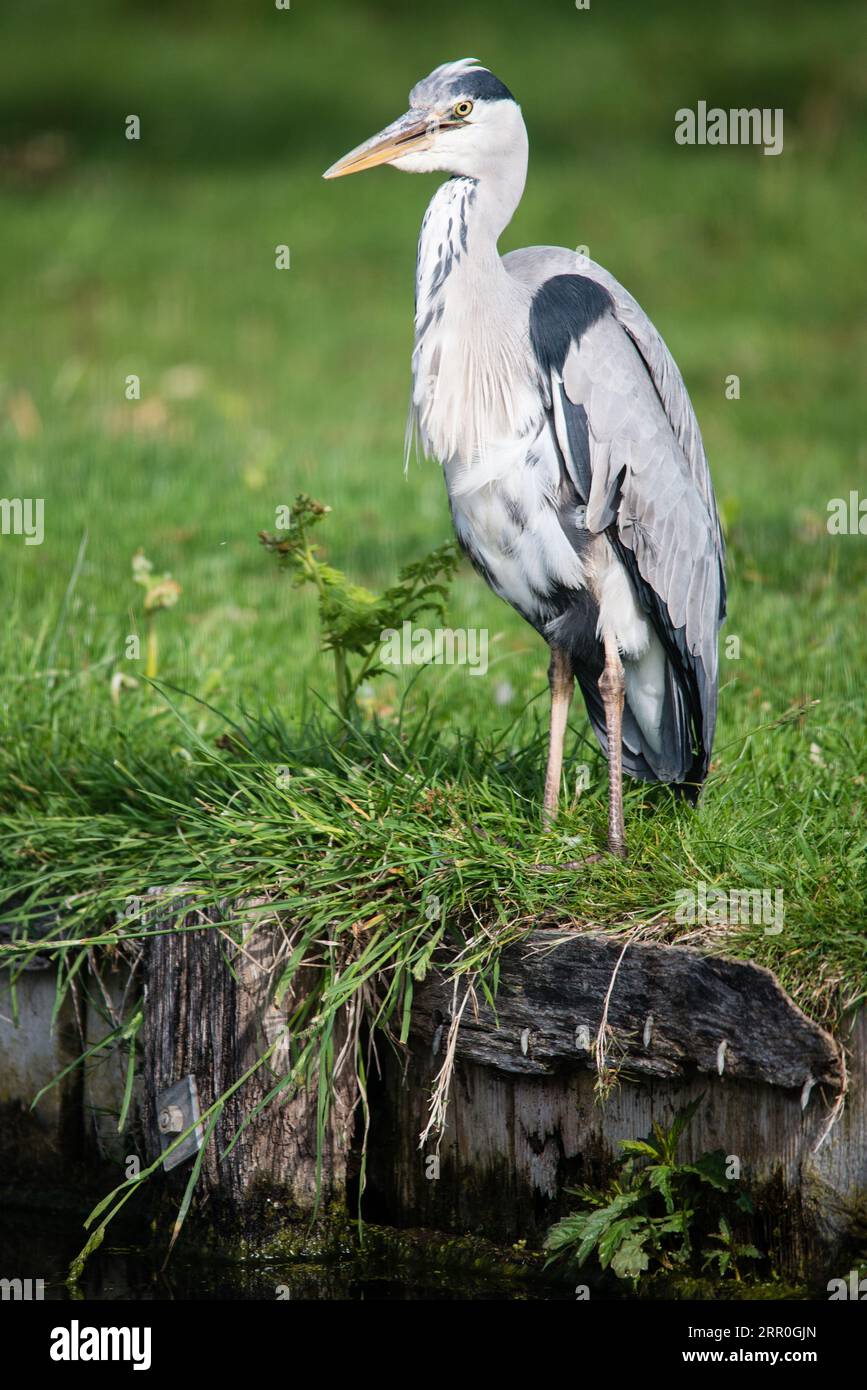 A great blue heron stands atop a lush green grassy lawn, looking out ...