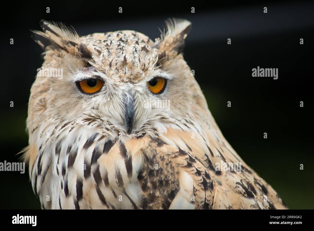 A portraiture of a majestic owl with their sharp yellow eyes radiating ...