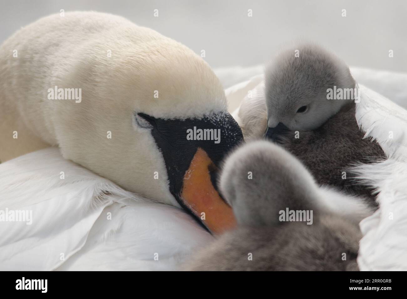 An adult swan tenderly looks after its baby swan in a tranquil lake ...