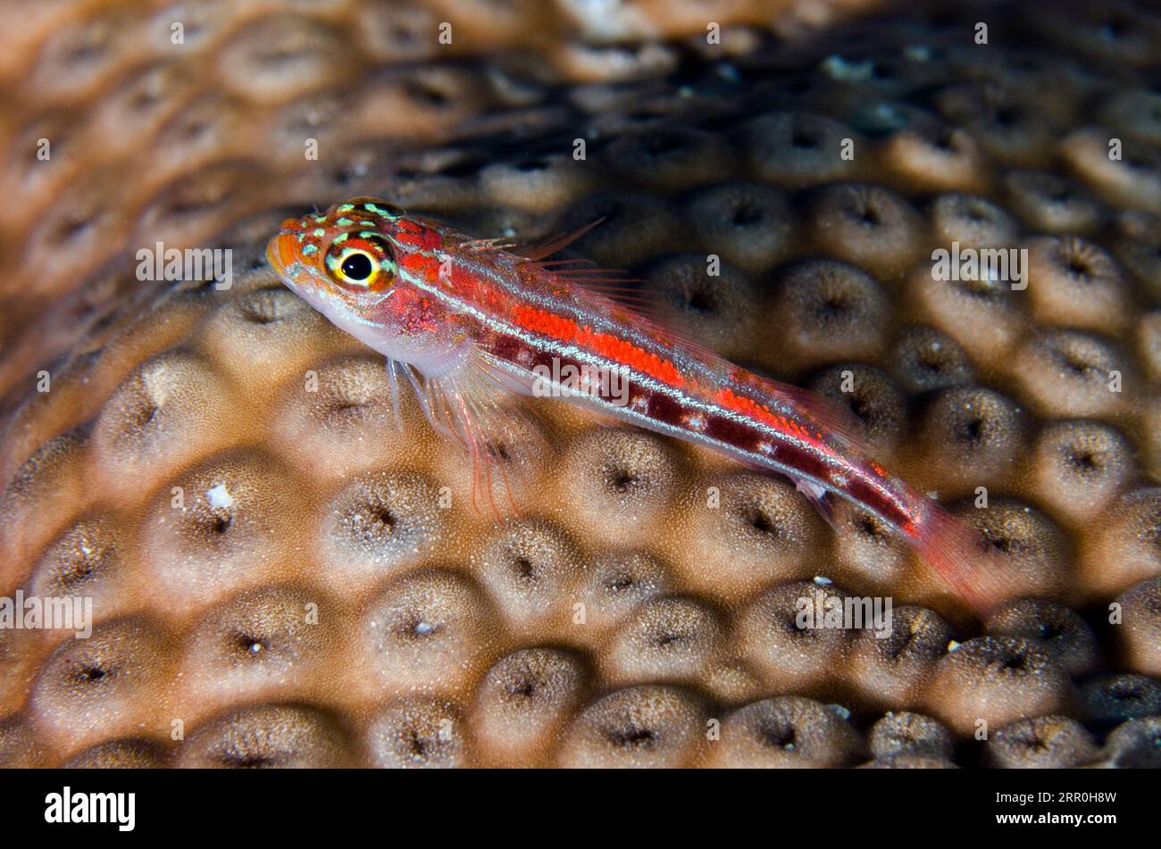 Striped Triplefin, Helcogramma striatum, on Hard Coral, Elmoost dive ...