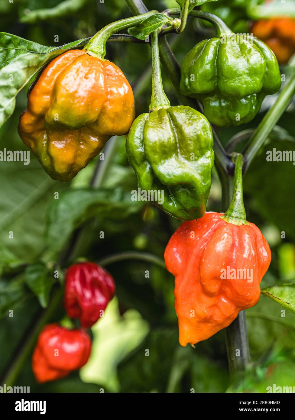 A cluster of fresh, colorful peppers growing on a tree branch Stock ...