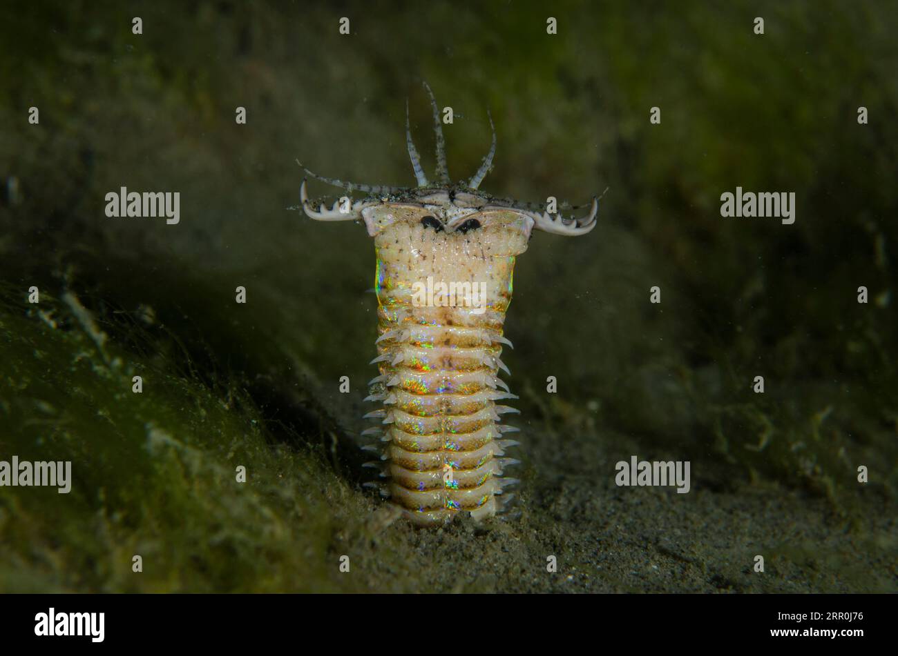 Bobbit Worm, Eunice aphroditois, Bandara dive site, night dive, Weda ...
