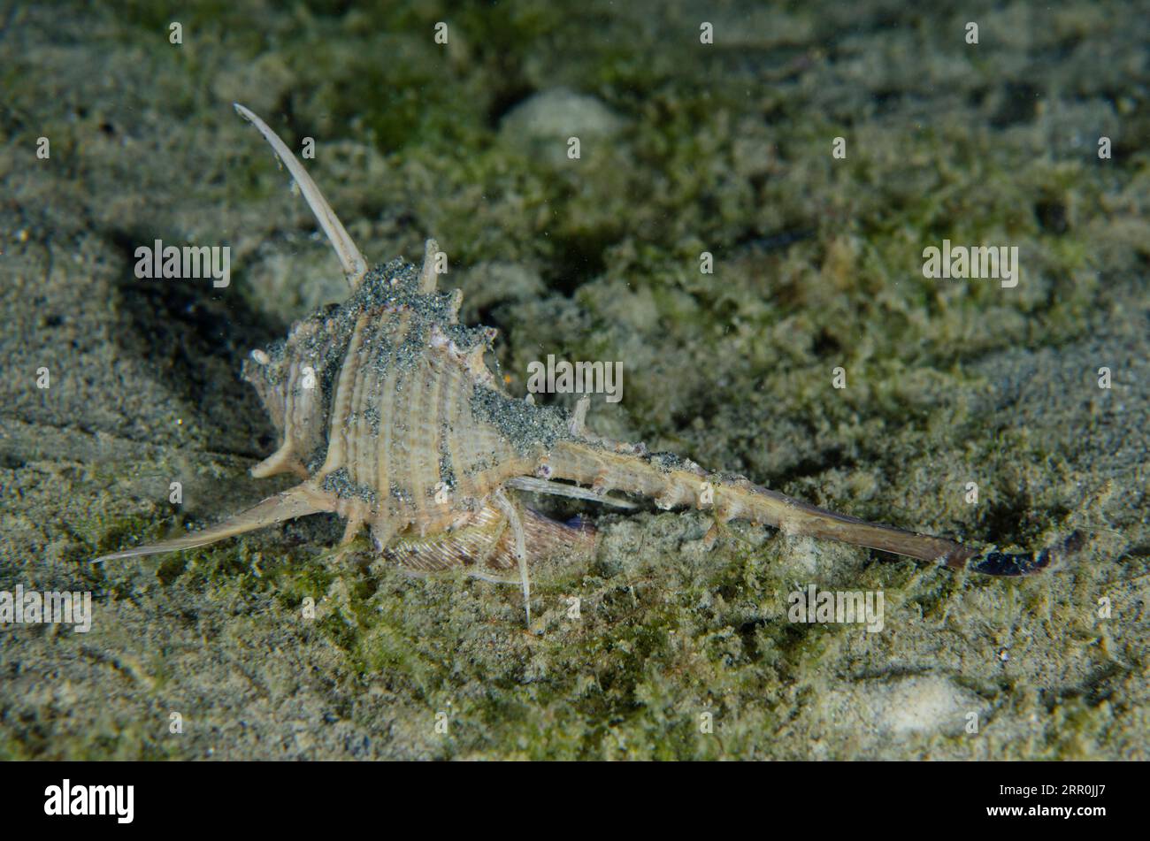 Caltrop spike hi-res stock photography and images - Alamy