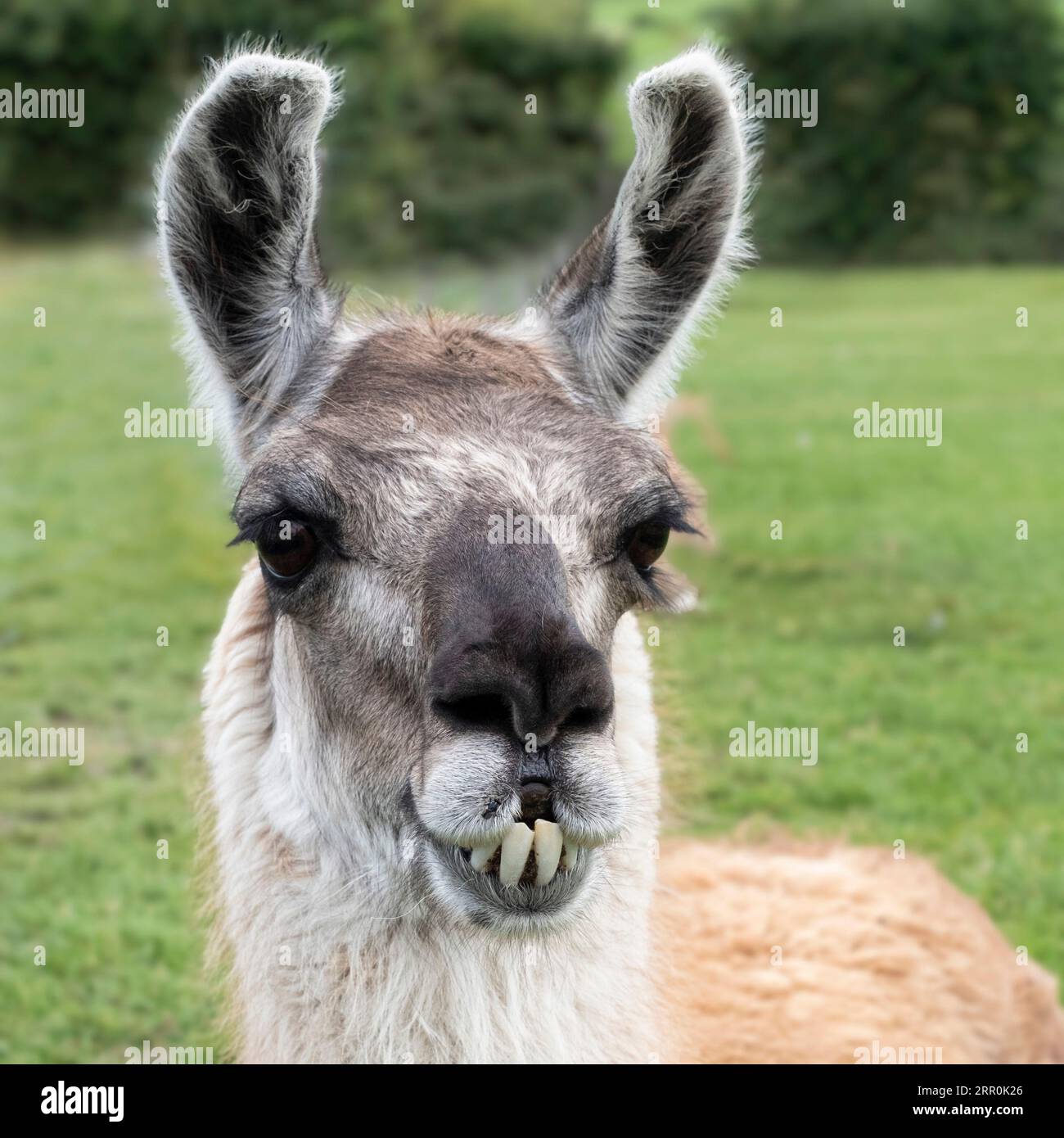 Smiling alpaca hi-res stock photography and images - Alamy
