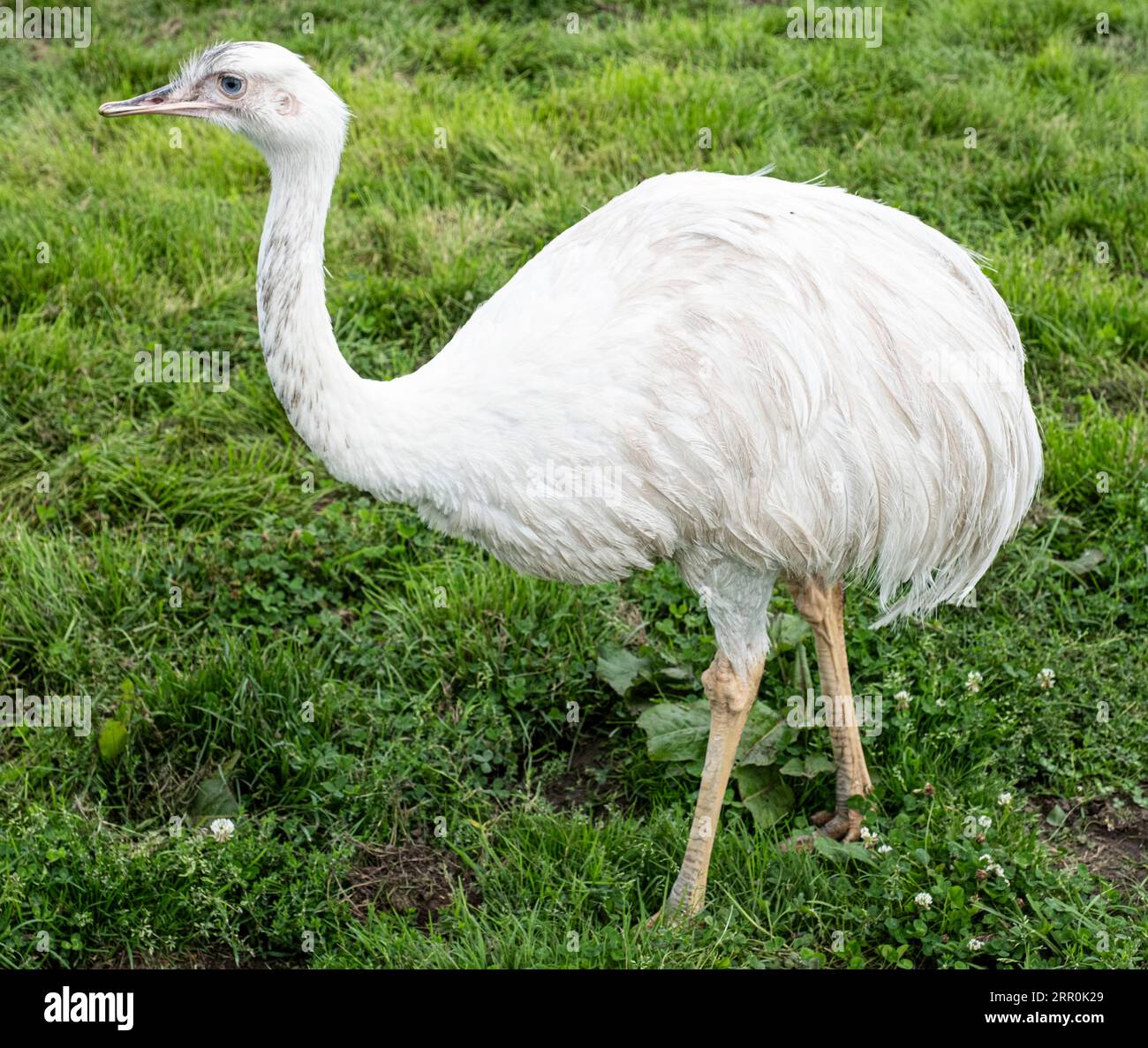 Rhea farm hi-res stock photography and images - Alamy
