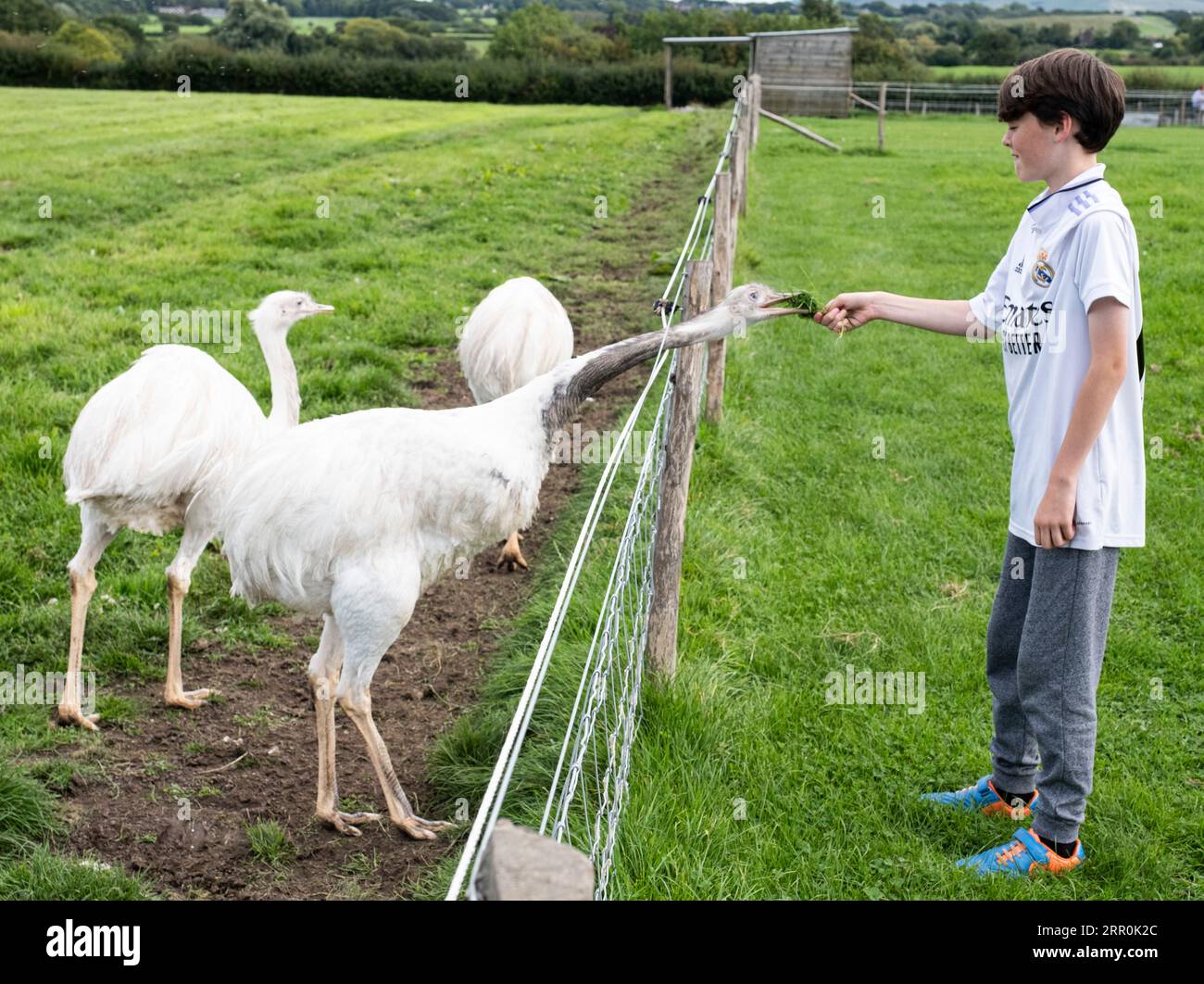 Rhea farm hi-res stock photography and images - Alamy