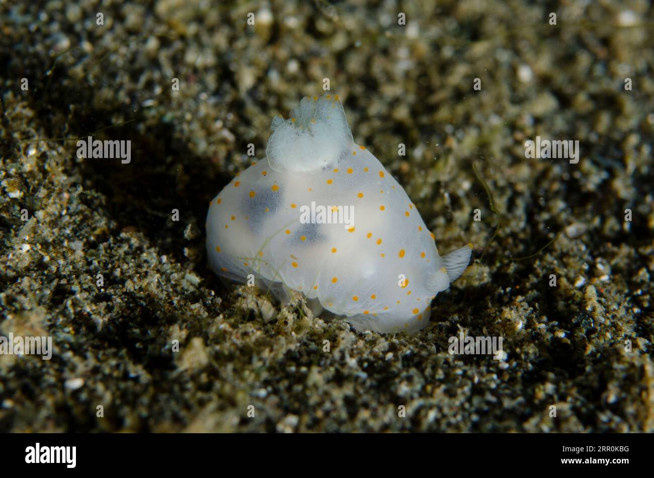 Orange-Spotted Gymnodoris, Gymnodoris alba, Bandara dive site, night ...