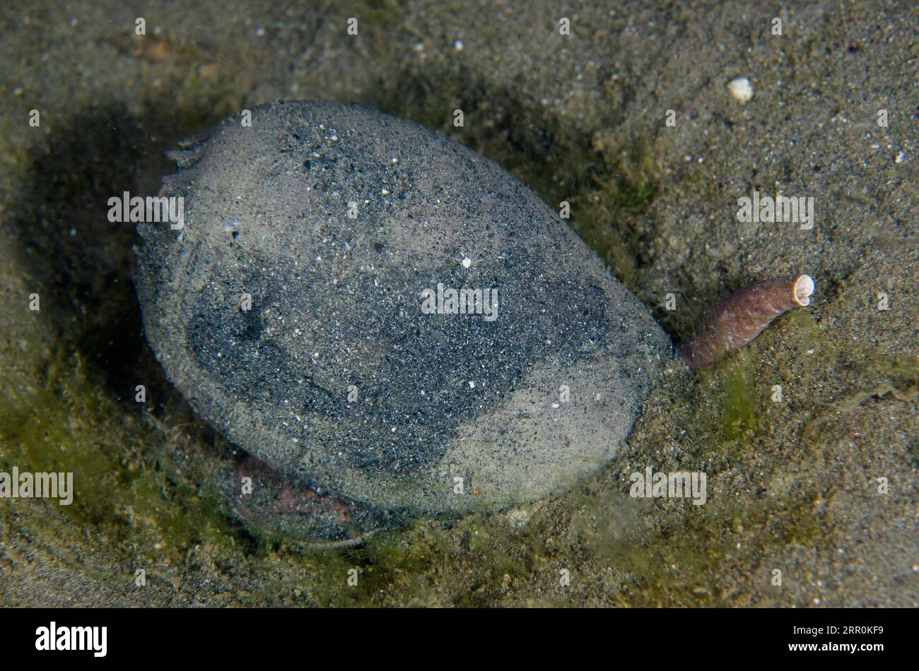 Giant Bailer Shell, Melo amphora, Bandara dive site, night dive, Weda ...