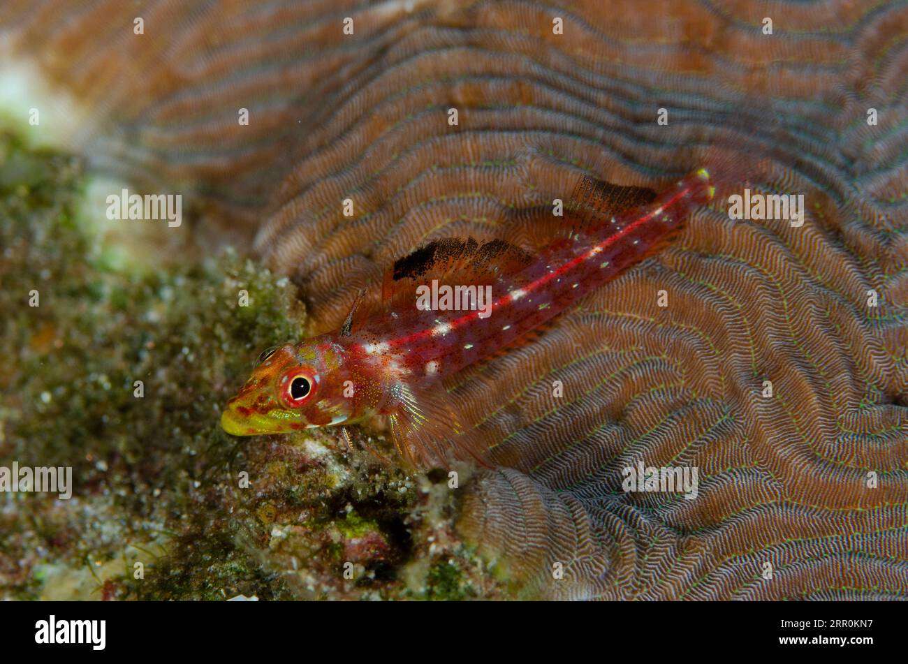 Nuptial male of Longjaw Triplefin, Ucla xenogrammus, Gorango Mini dive ...