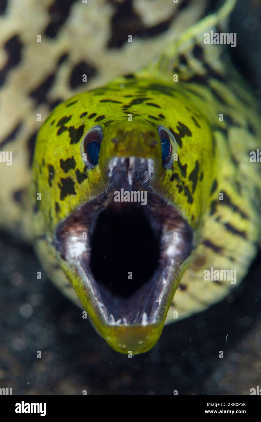 Fimbriated Moray Eel, Gymnothorax fimbriatus, with open mouth, Sagea ...
