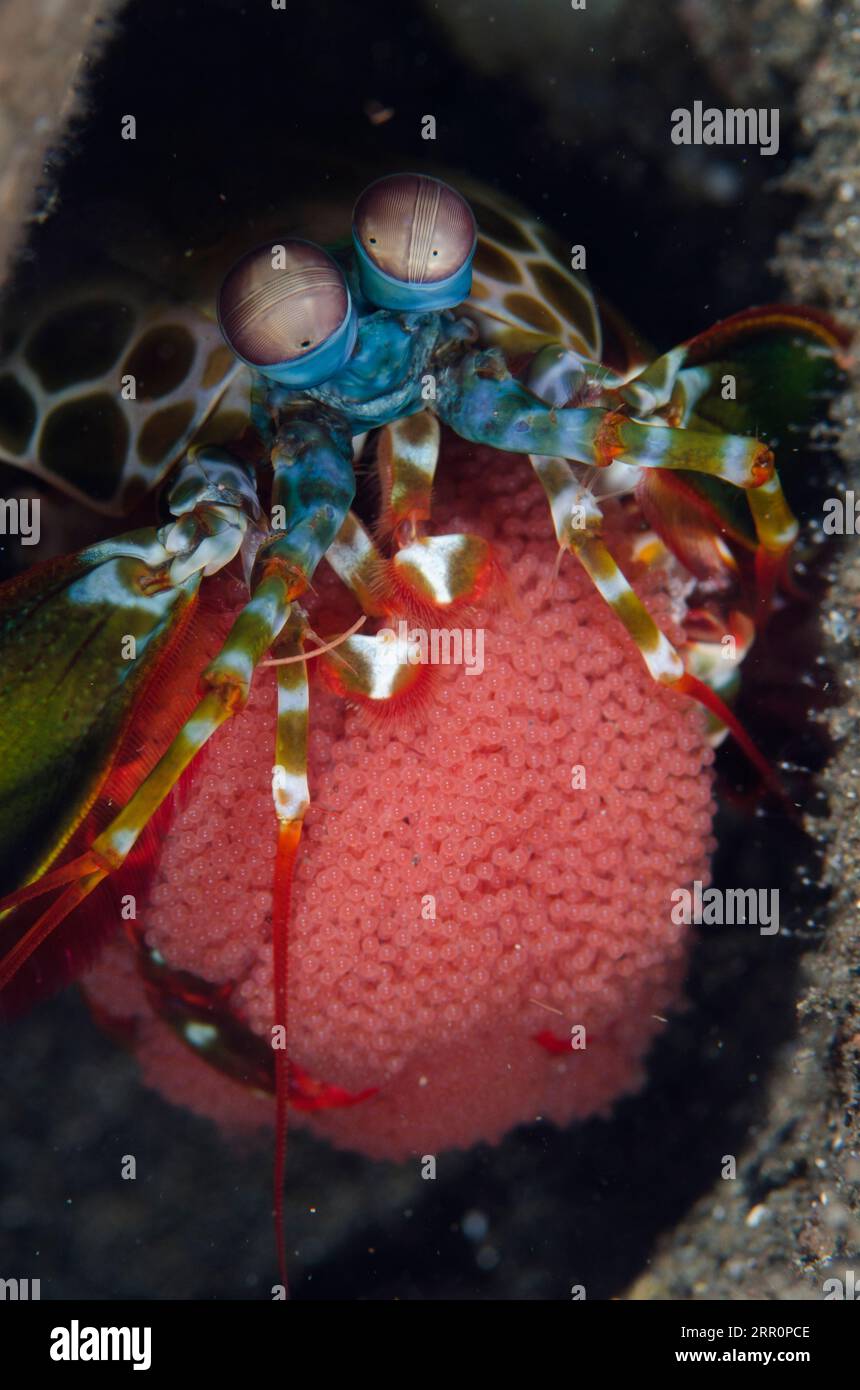 Peacock Mantis Shrimp, Odontodactylus scyllarus, clutching eggs, Sagea ...