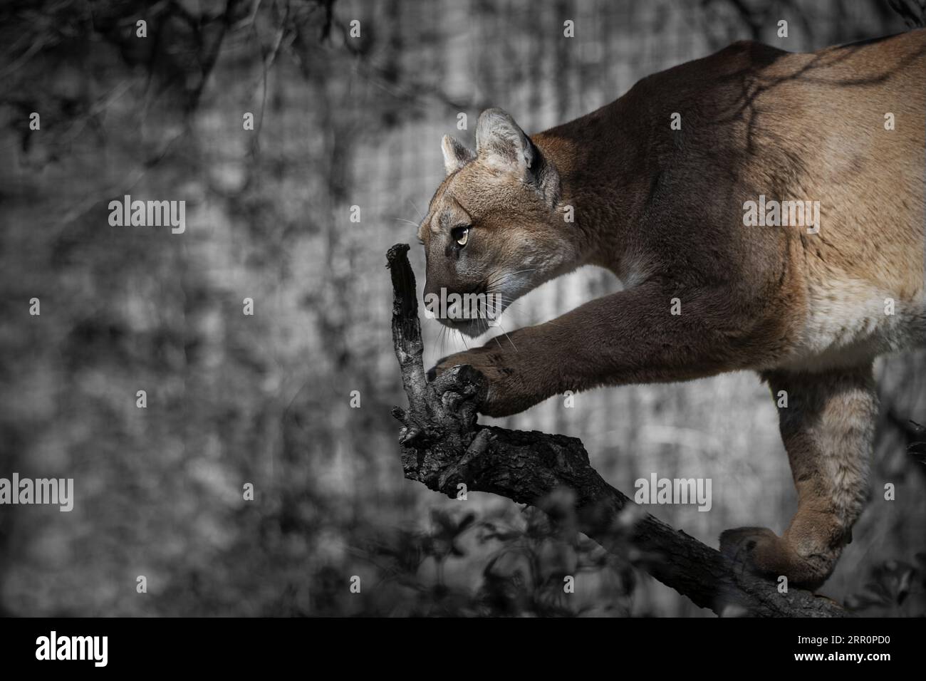 A mountain lion perched atop a tree, looking off into the distance ...