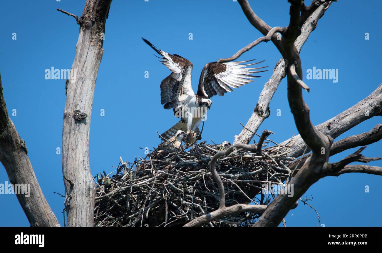 Ospreys tree hi-res stock photography and images - Alamy