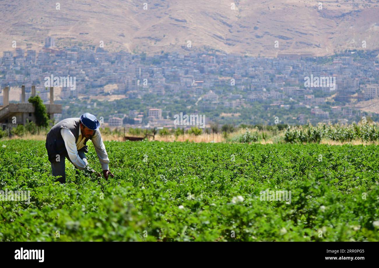 200823 -- DAMASCUS, Aug. 23, 2020 -- A farmer harvests crops in ...