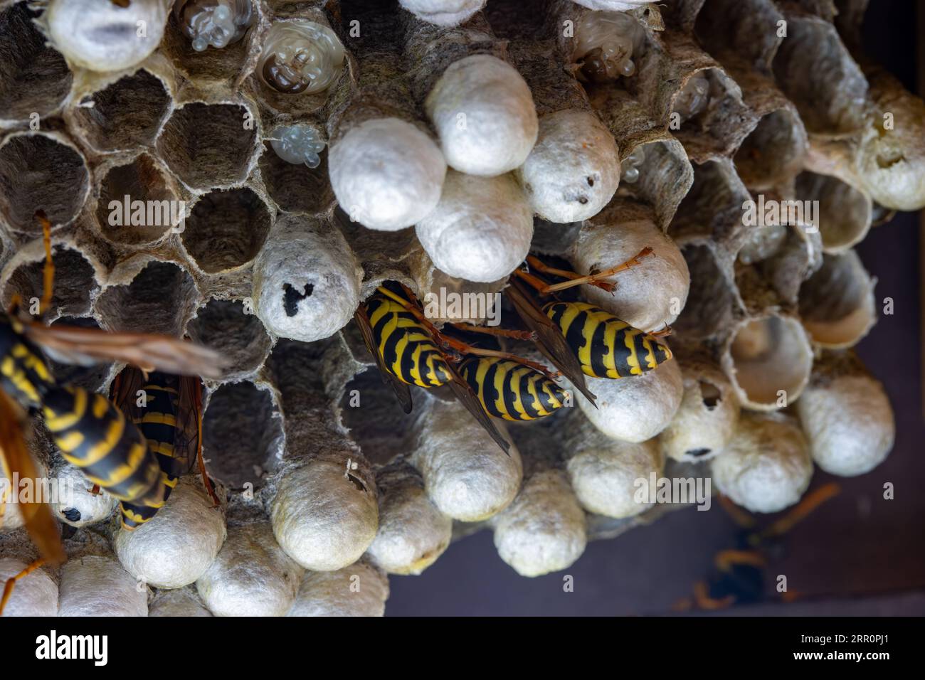 Wasp nest under roof hi-res stock photography and images - Alamy