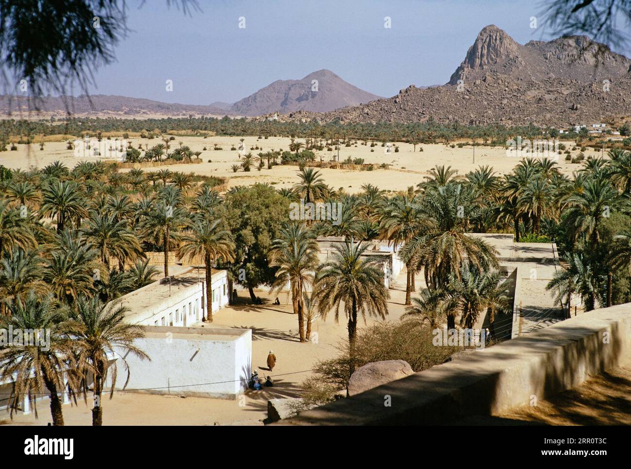 Date palm trees and buildings of Sahara Desert oasis settlement Djanet ...