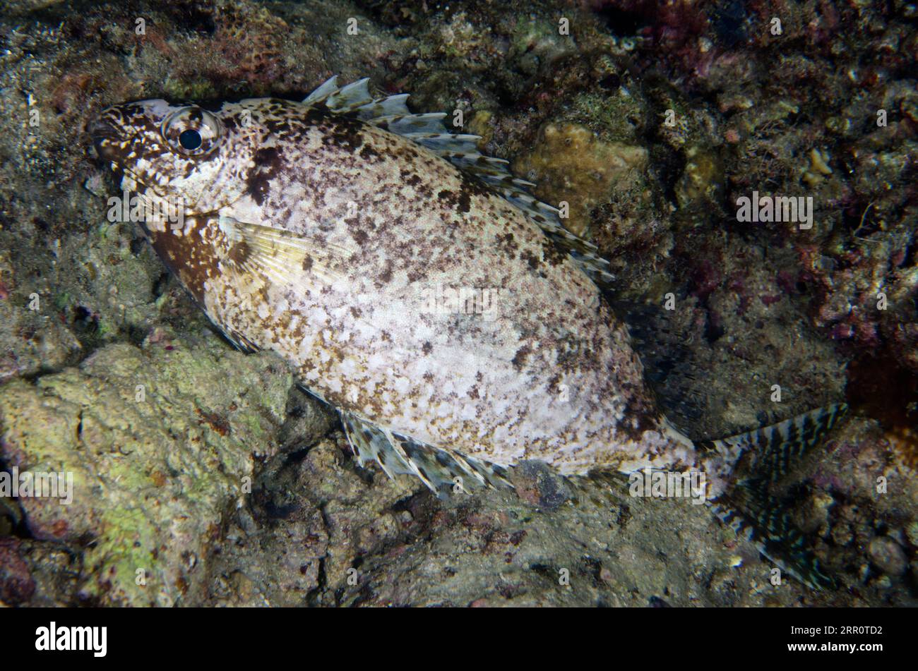 White-spotted Rabbitfish, Siganus canaliculatus, in night colours ...