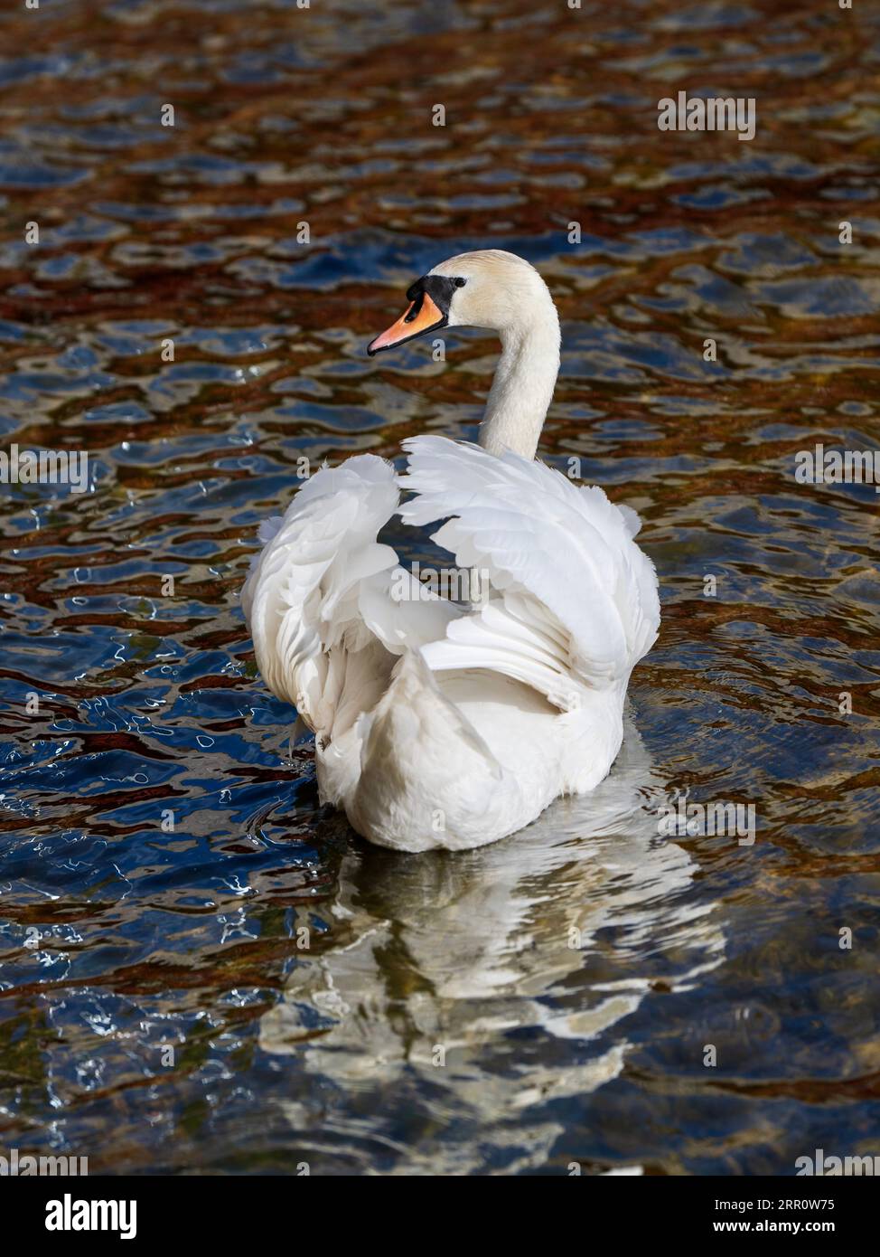 A majestic white swan gracefully gliding through a tranquil body of ...