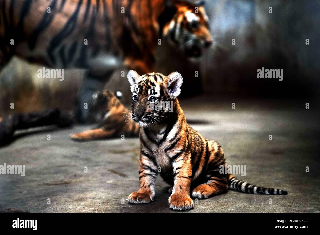 China shanghai zo tiger hi-res stock photography and images - Alamy