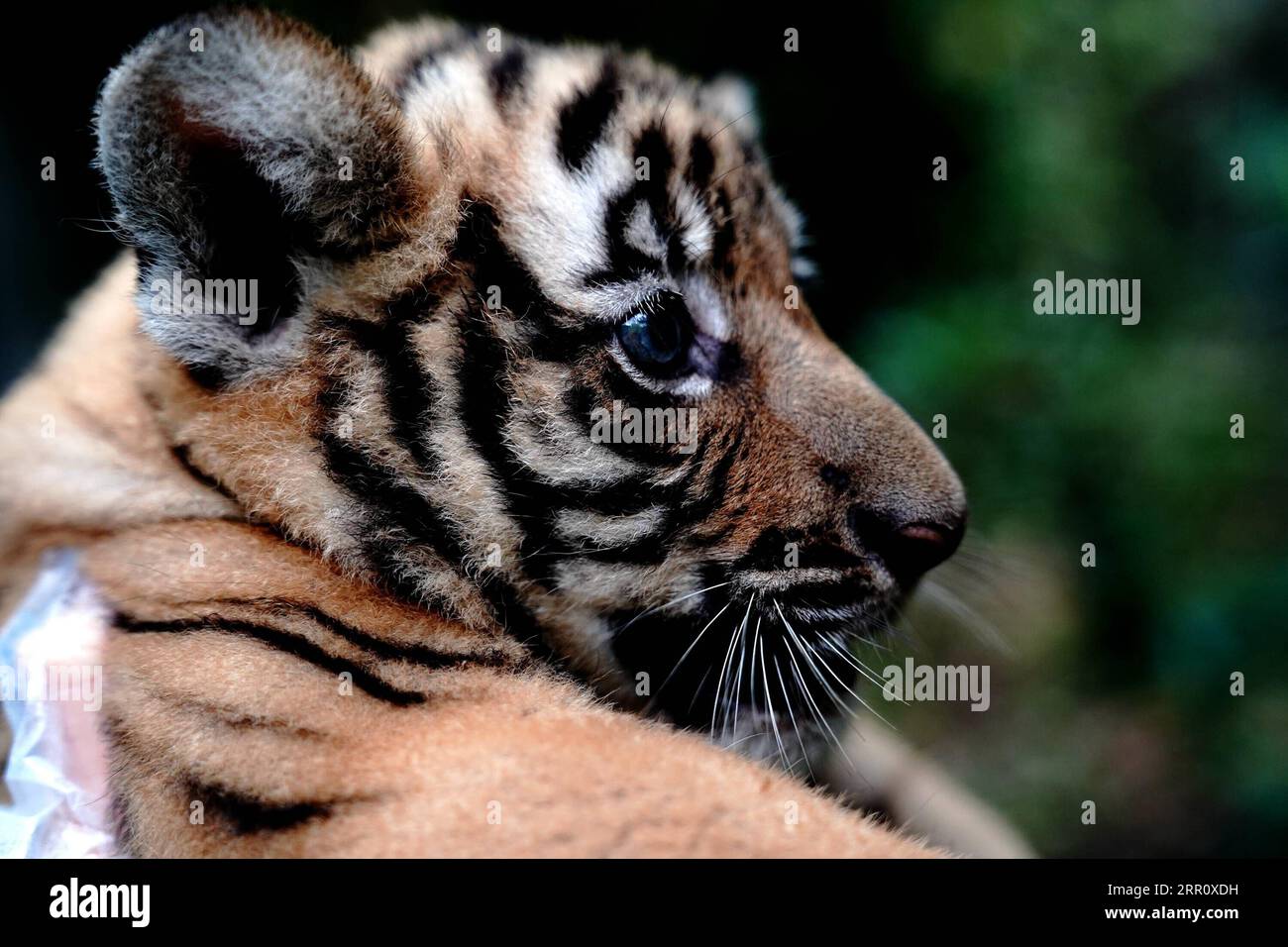 200828 -- SHANGHAI, Aug. 28, 2020 -- A South China Tiger cub is seen at ...