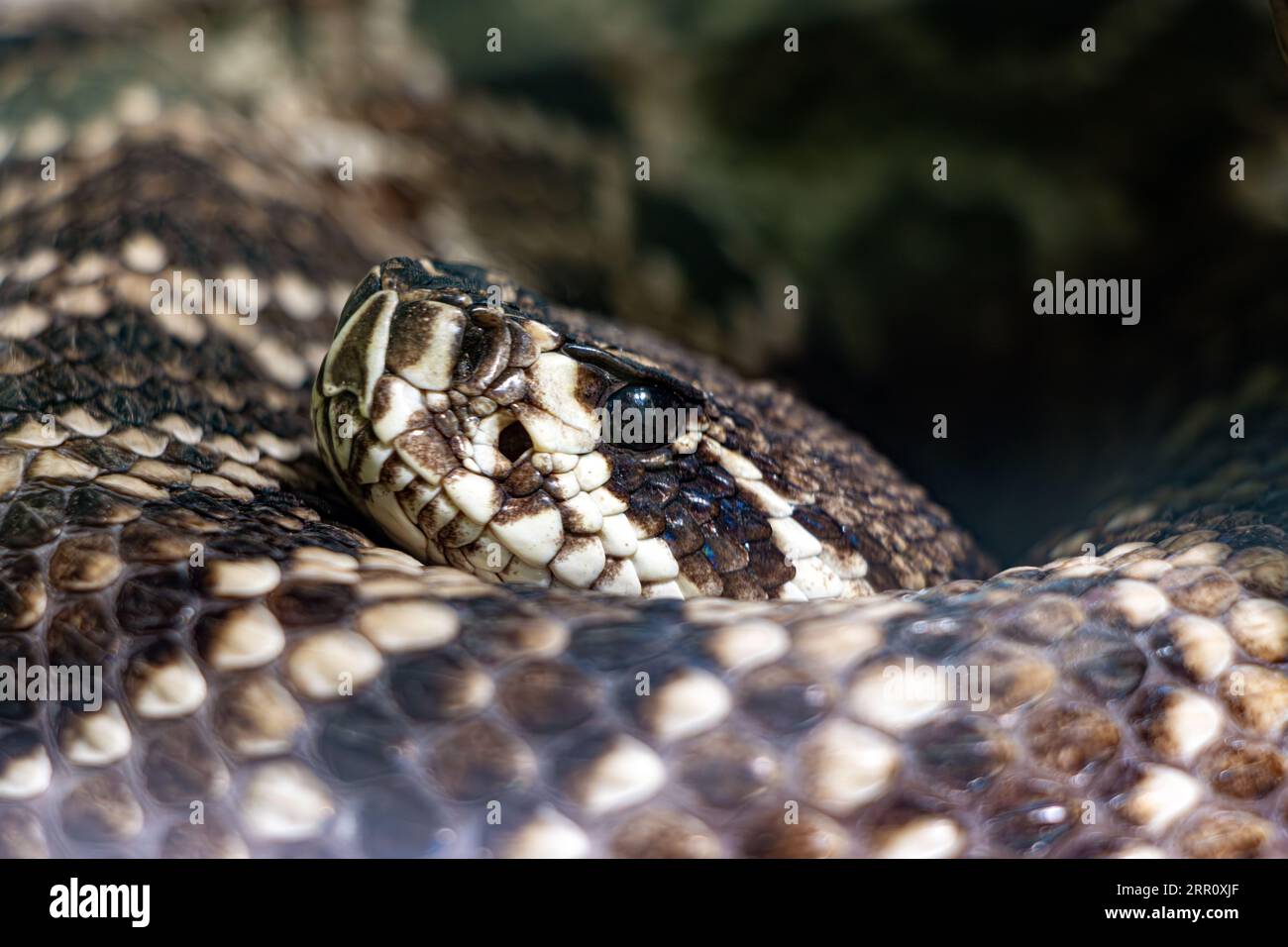 Eastern diamondback snake hi-res stock photography and images - Alamy