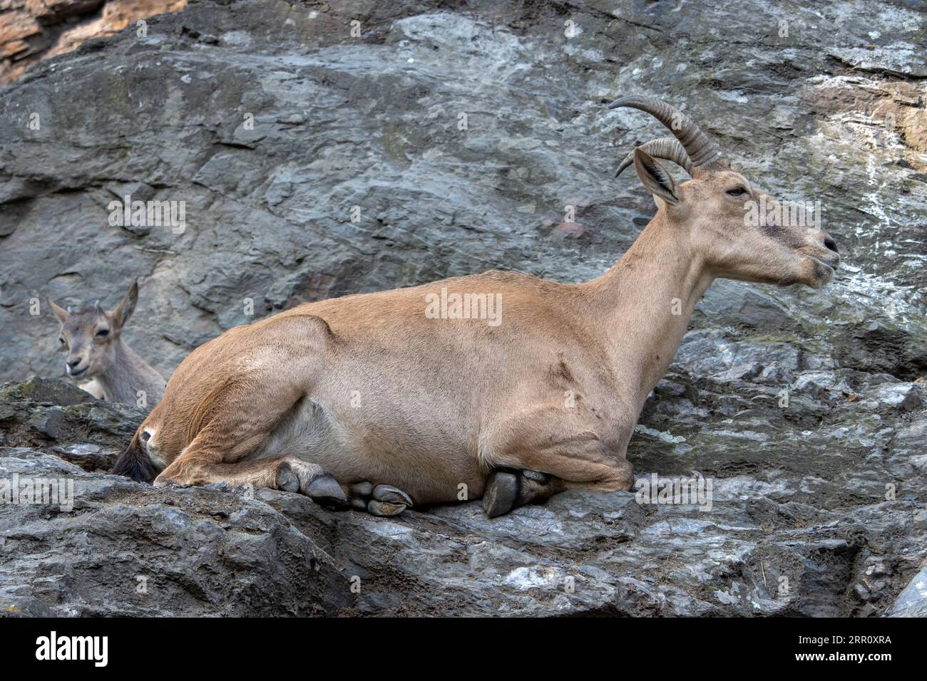 Tur hi-res stock photography and images - Alamy