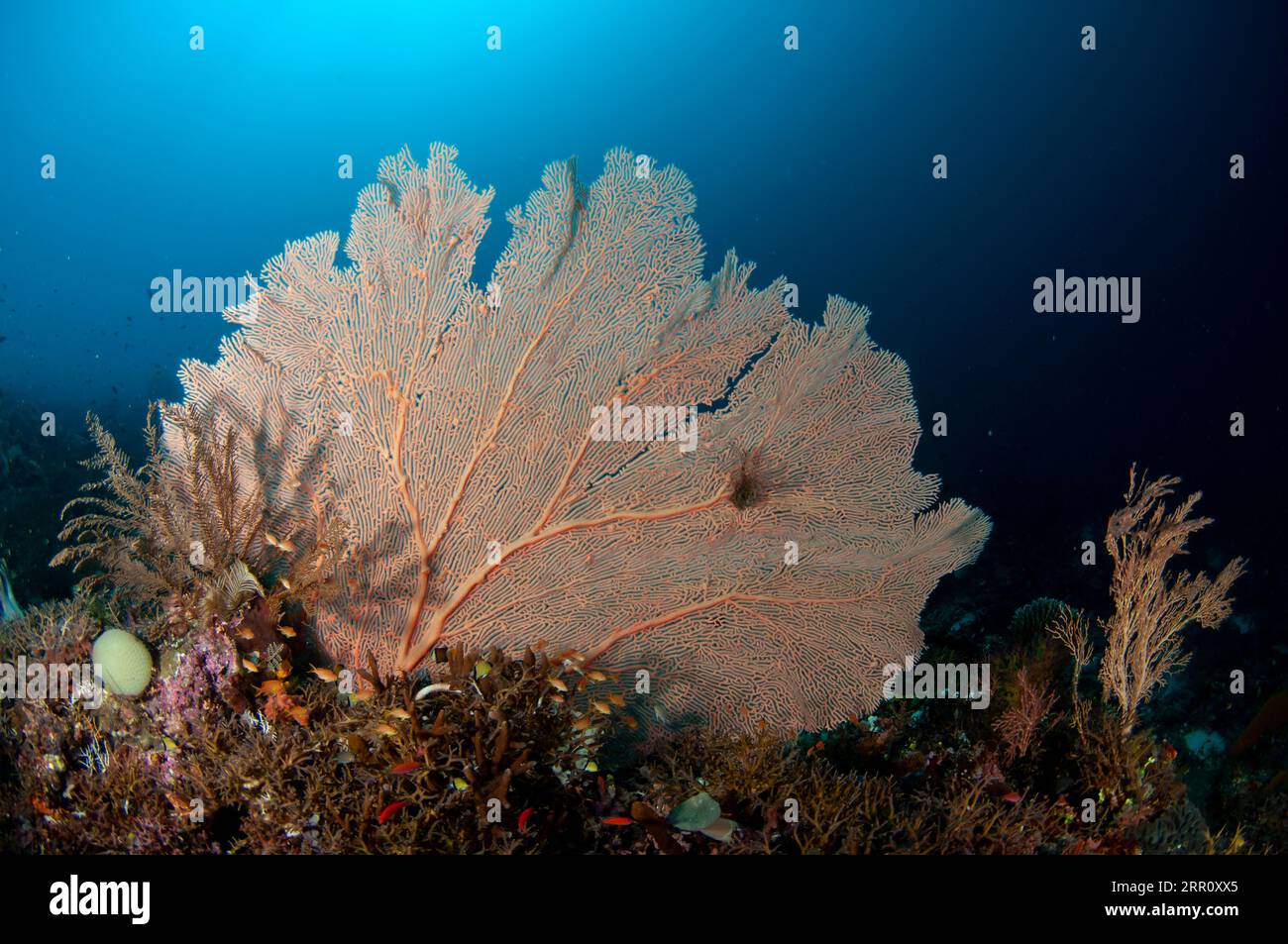 Gorgonian Sea Fan, Annella mollis, Cape Kri dive site, Dampier Strait ...