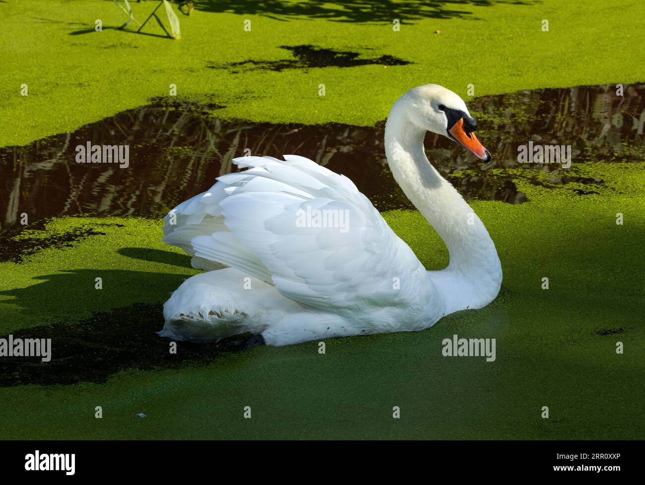 A male, or cob Mute Swan swims through the duckweed that clogs a pond ...