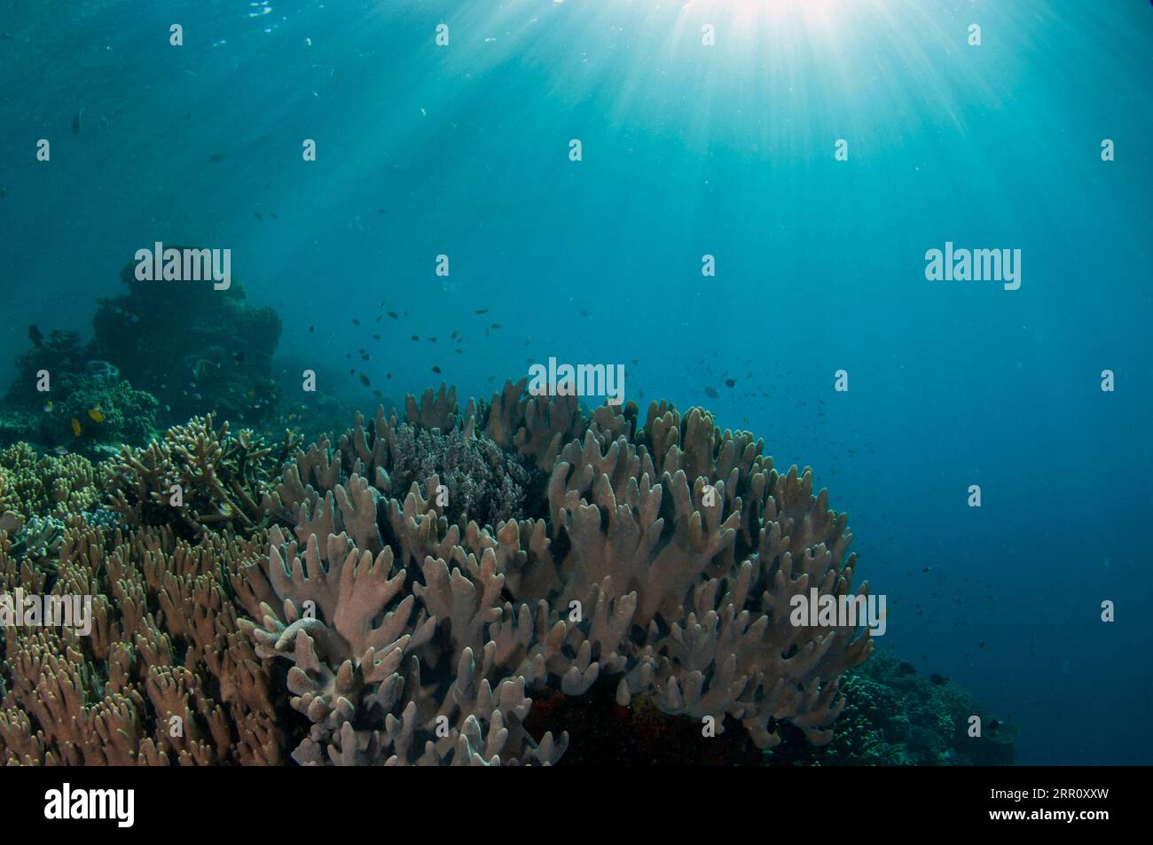 Leather Coral, Sinularia sp, with sunrays from sun in background ...