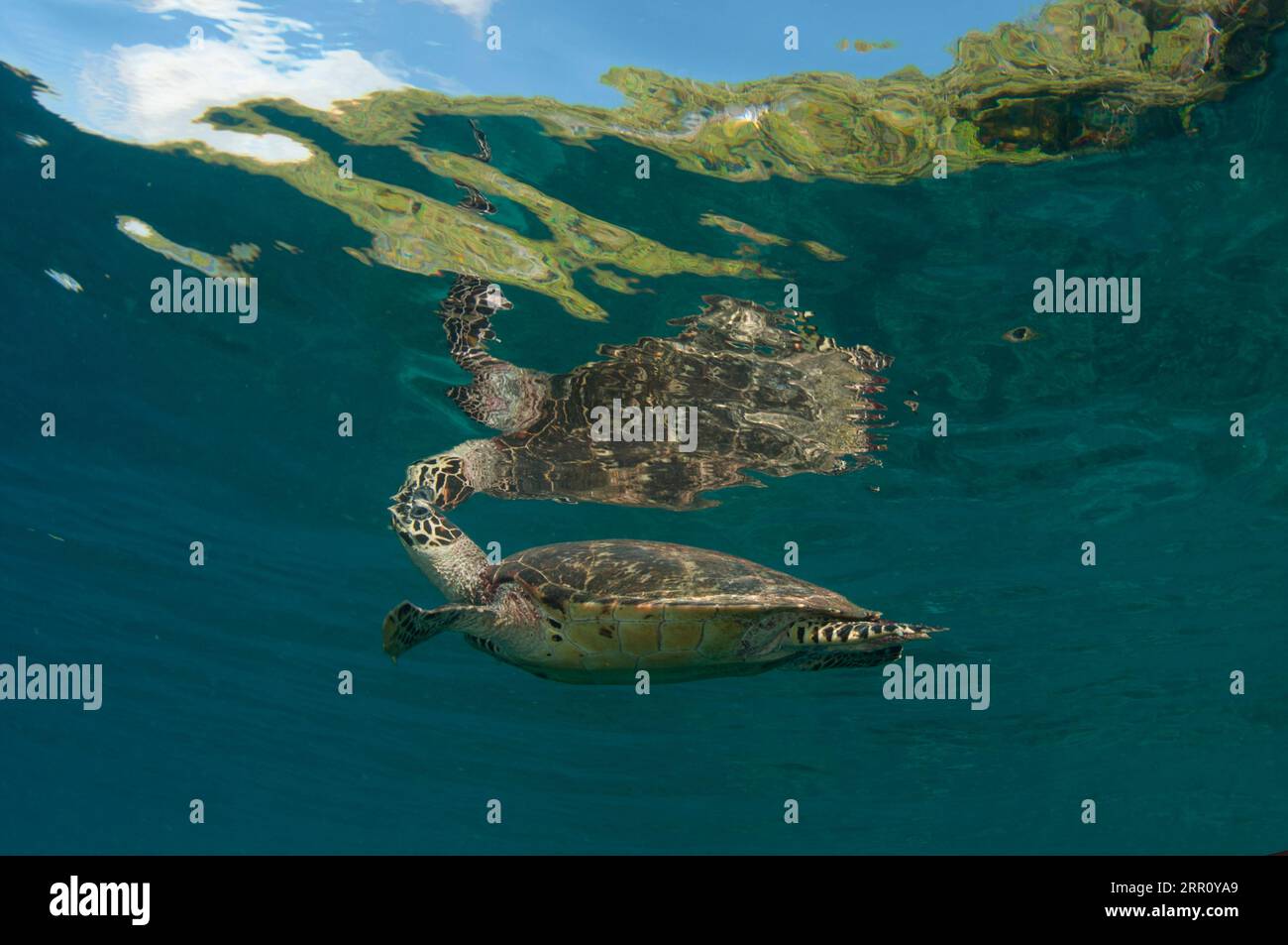 Hawksbill Turtle, Eretmochelys imbricata, classified as Critically ...