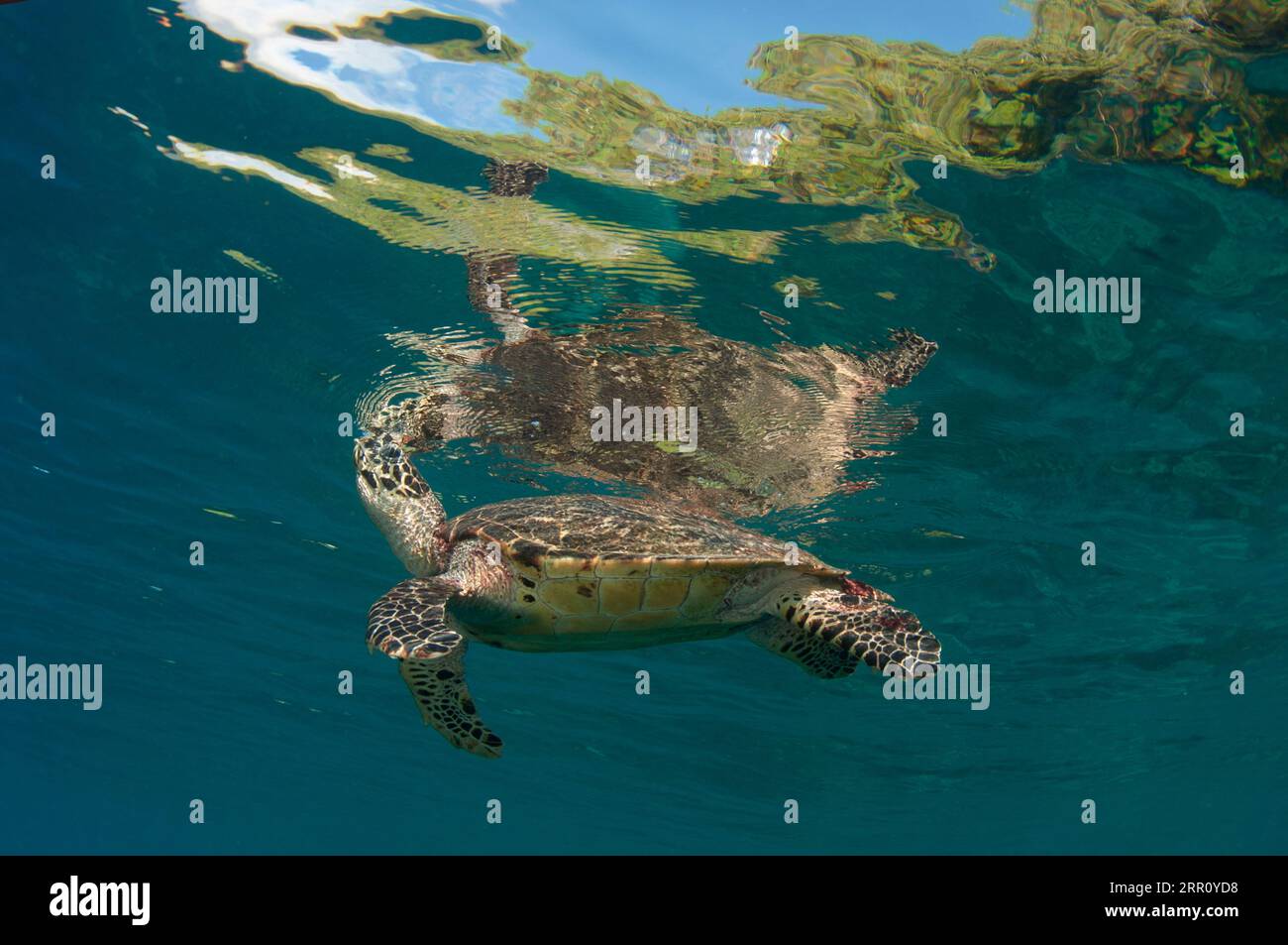 Hawksbill Turtle, Eretmochelys imbricata, classified as Critically ...