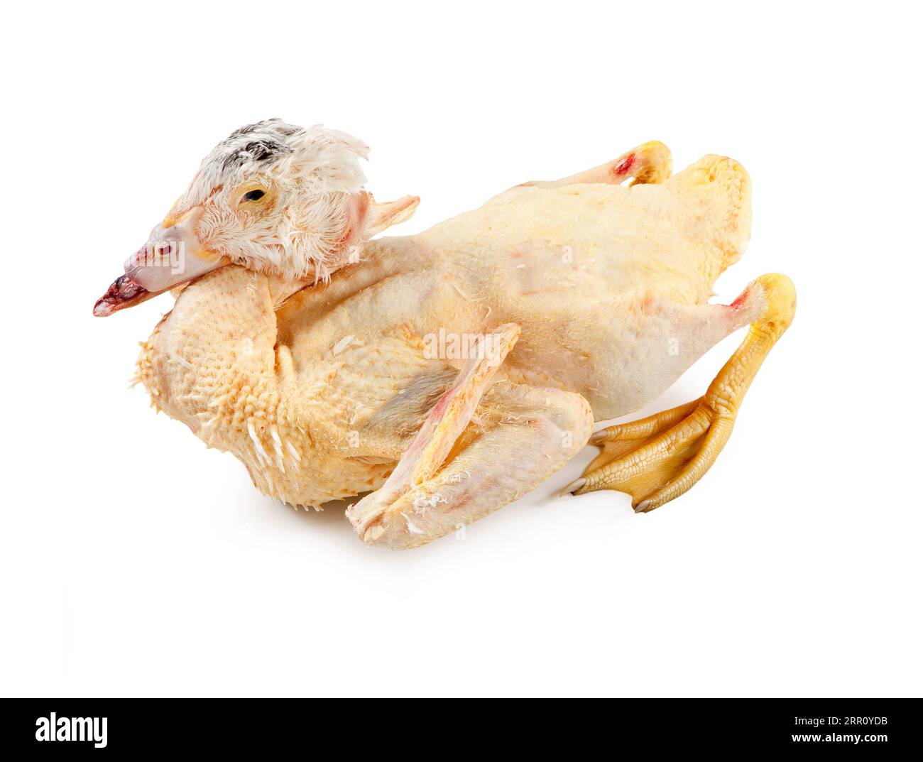 Full Raw Female Duck to Cook – Isolated on White Background Stock Photo ...