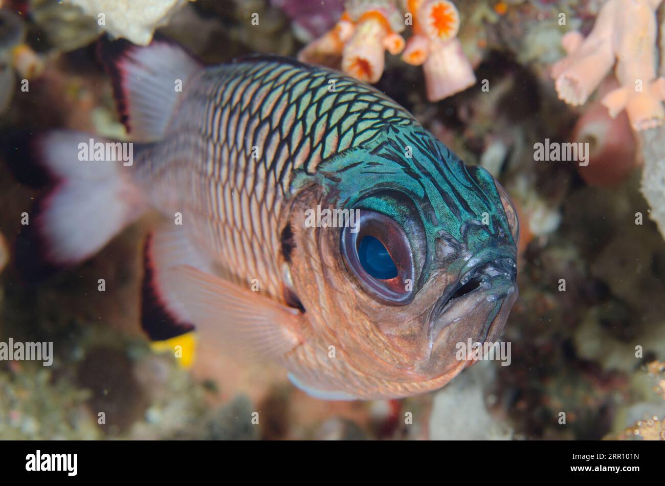 Shadowfin Soldierfish, Myripristis adusta, Sardine Reef dive site ...