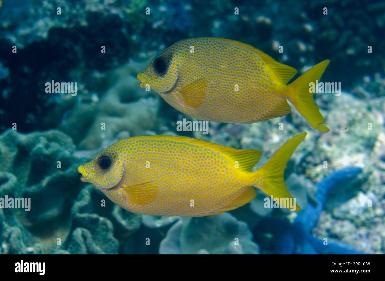 Pair of Coral Rabbitfish, Siganus coralinus, Sardine Reef dive site ...