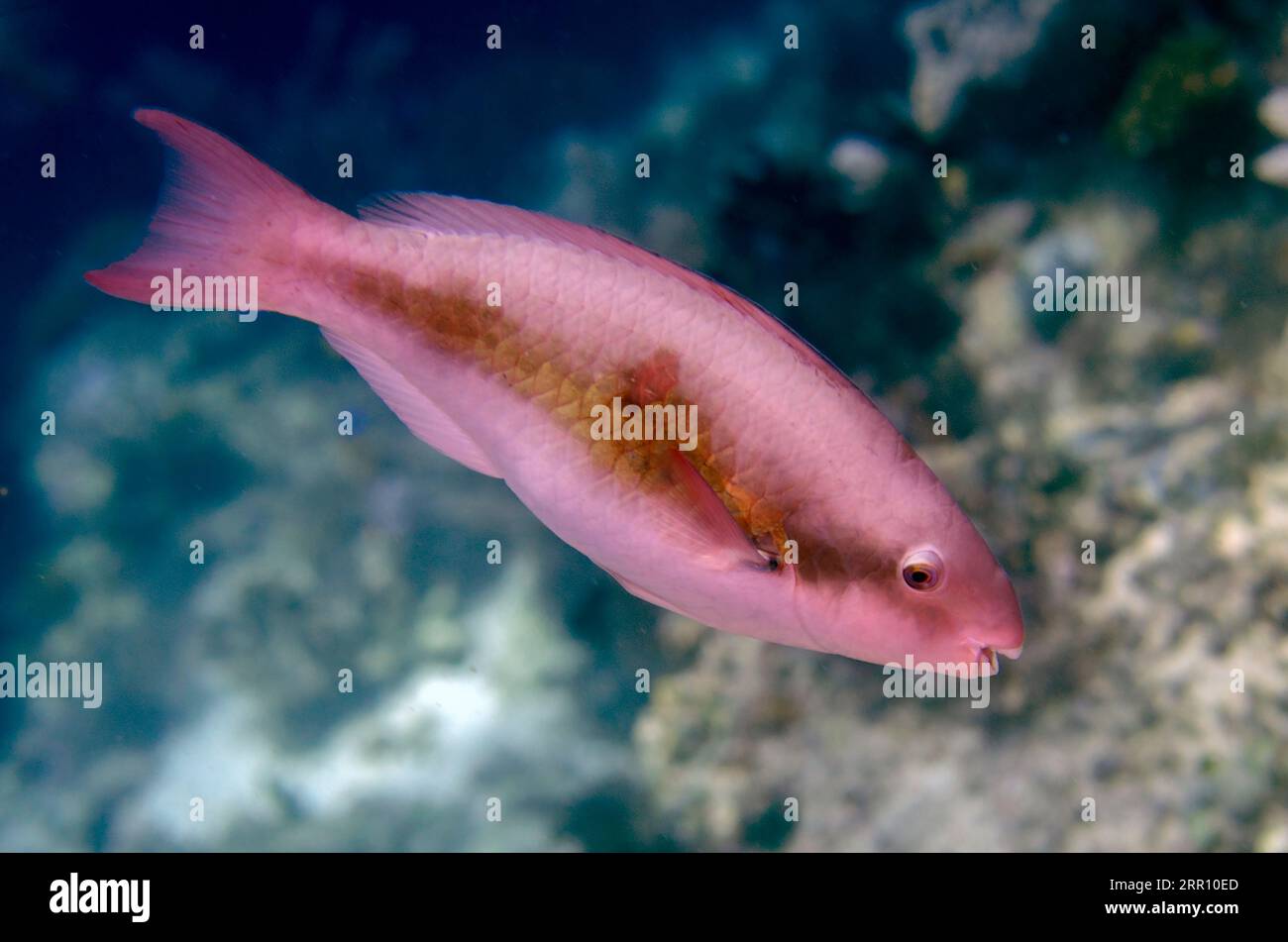 Female Forsten's Parrotfish, Scarus forsteni, Sardine Reef dive site ...