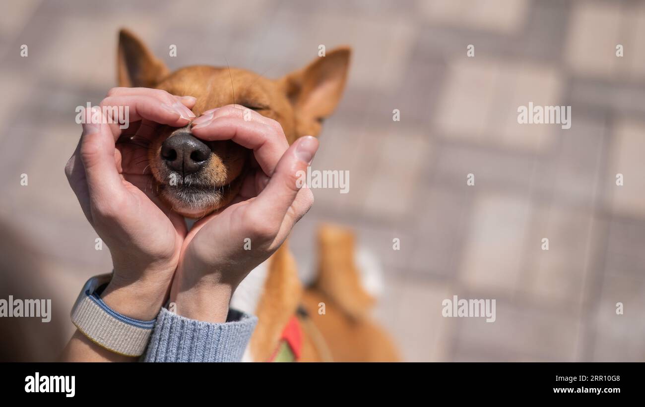A woman makes a heart of her palms on her dog's face. A non-barking ...