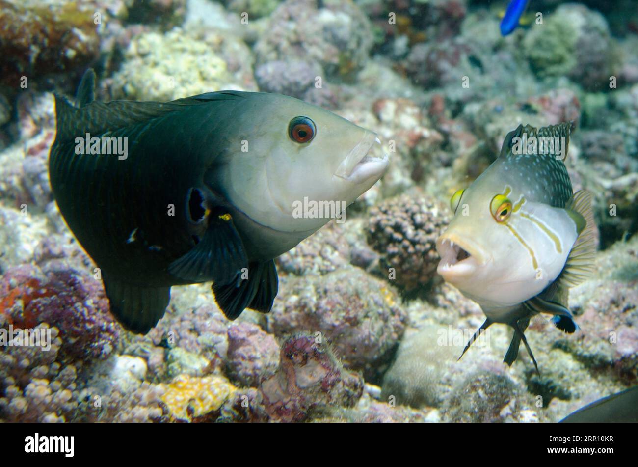Pair of Rockmover Wrasse, Novaculichthys taeniourus, Sardine Reef dive ...