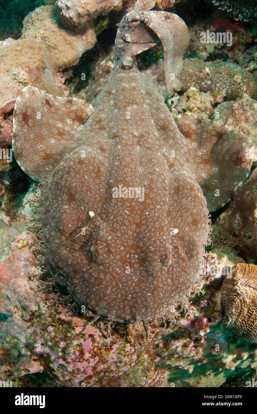 Tasselled Wobbegong Shark, Eucrossorhinus dasypogon, Blue Magic dive ...