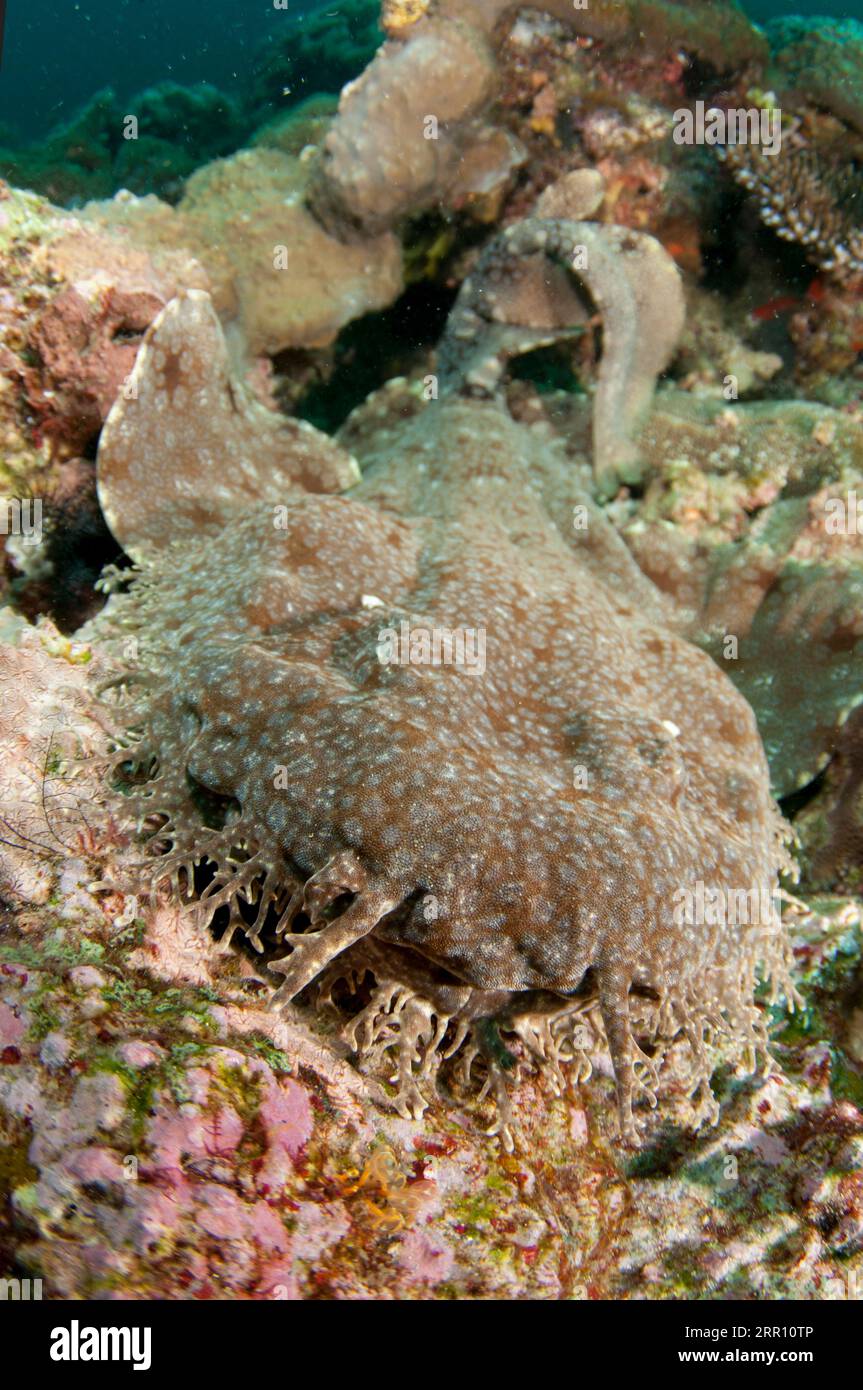 Tasselled Wobbegong Shark, Eucrossorhinus dasypogon, Blue Magic dive ...