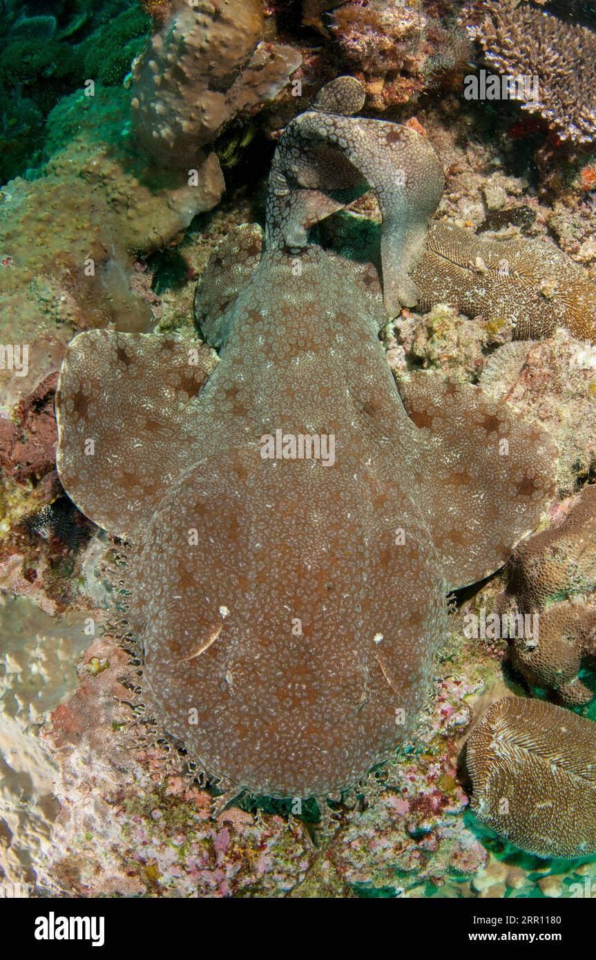 Tasselled Wobbegong Shark, Eucrossorhinus dasypogon, Blue Magic dive ...