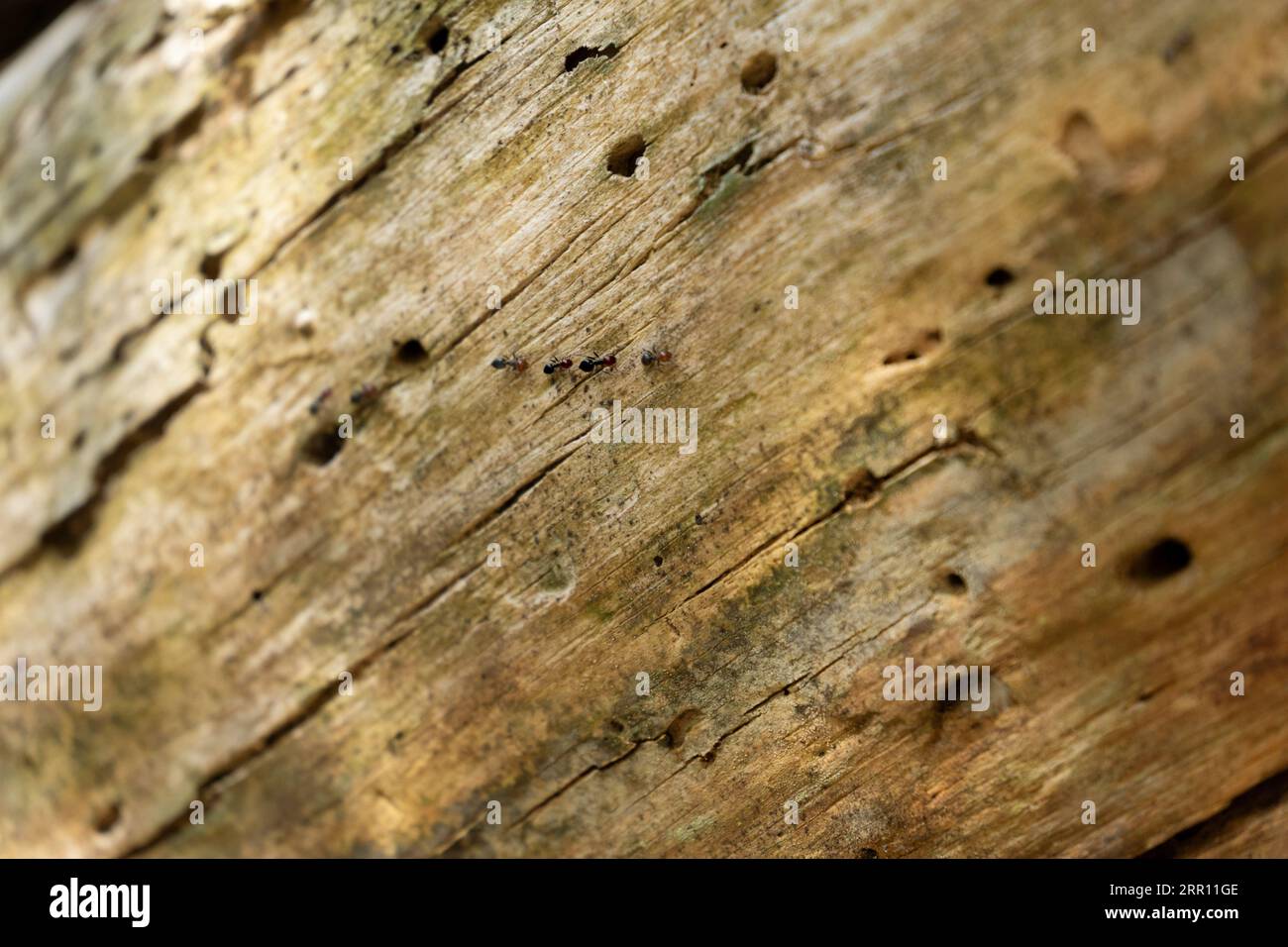 Four black ants with red heads walk together in single file on a rough ...